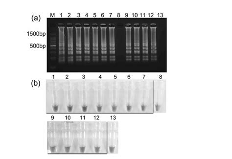 Detection Target Sequence A3apro Of Phytophthora Sojae And Specific Lamp Loop Mediated