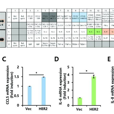 Cytokine Secretion Profile Is Altered By Her2 Overexpression A Human Download Scientific