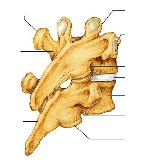 Posterolateral Thoracic Vertebrae Diagram Quizlet