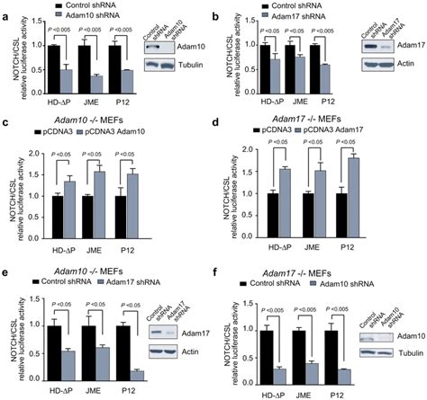 Adam10 And Adam17 Mediate The Activation Of Oncogenic Notch1 Mutant Alleles Download