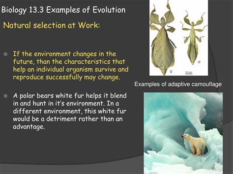 Ppt Biology 13 3 Examples Of Evolution Powerpoint Presentation Free Download Id 2529447