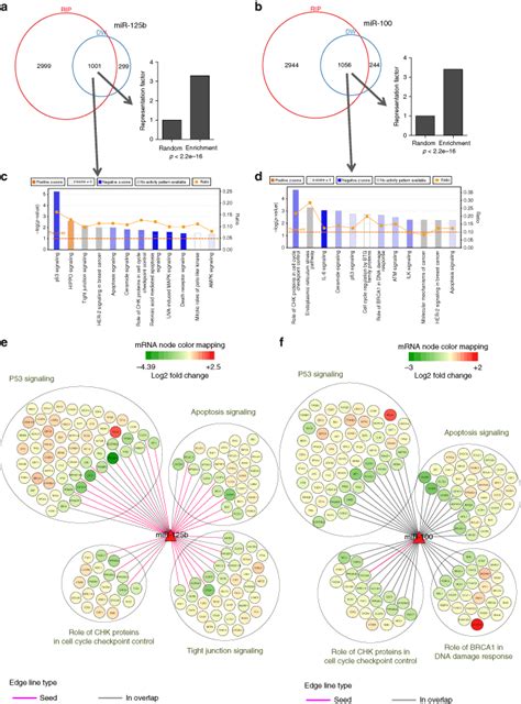 Mir 100 And Mir 125b Target Similar Transcripts To Regulate Common