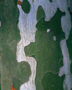 Tree Bark Finding Patterns Everywhere Shutterbug