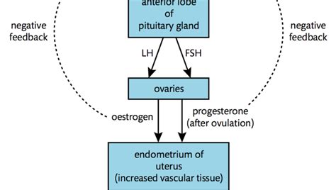 What Is The Difference Between A Positive And A Negative Feedback Loop Quizlet Famuse