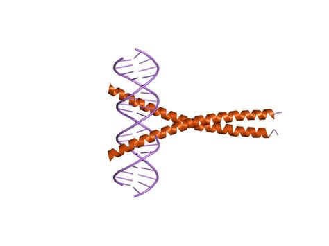 Proto Oncogene Proteins C Jun C Fos Associated Protein P39 C Jun