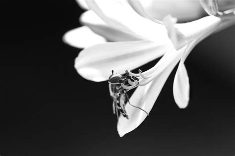 Hover Fly Mosquito Macro Close Free Photo On Pixabay