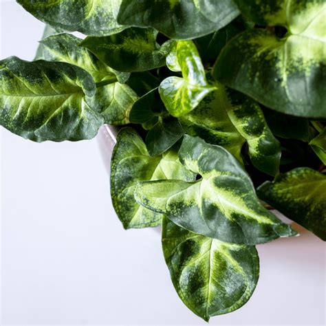 Syngonium Pixie In Terrariums Terrarium Creations