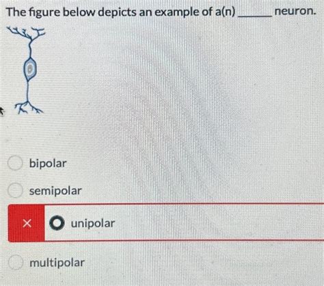 Solved The Figure Below Depicts An Example Of A N Neuron Chegg Com