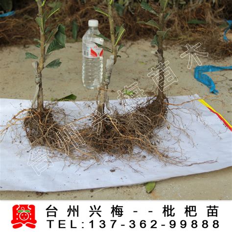 枇杷苗嫁接技术 枇杷嫁接图片大全 大山谷图库