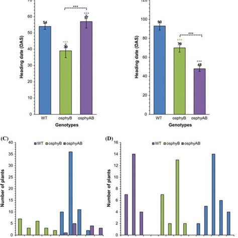 Flowering Time In Wt Osphyb And Osphya Osphyb A B Days To Heading
