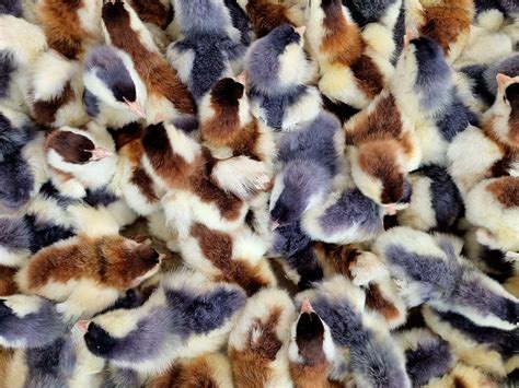 Chicken Photograph By Prodipta Das Hriday Fine Art America