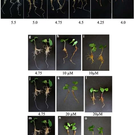 Variations In The Primary Root And Secondary Root Length A And B Of Download Scientific