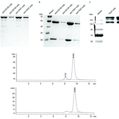 Construction Of Expression Vector Pcdna34 Expression Vector Map