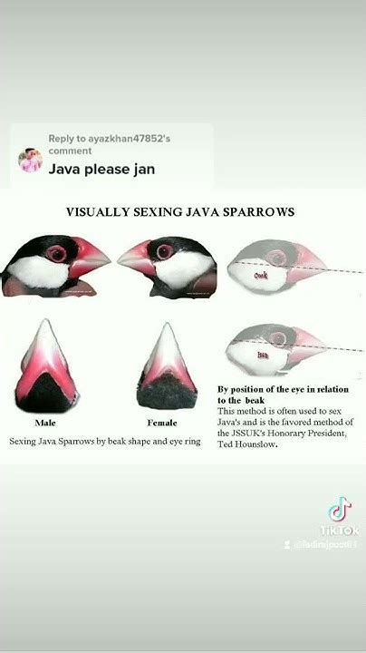 Java Sex Difference Java Male Female Difference Male Female