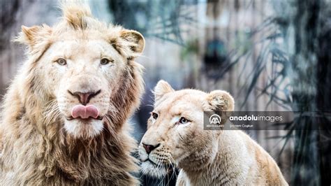 10 Ağustos Dünya Aslan Günü Anadolu Ajansı