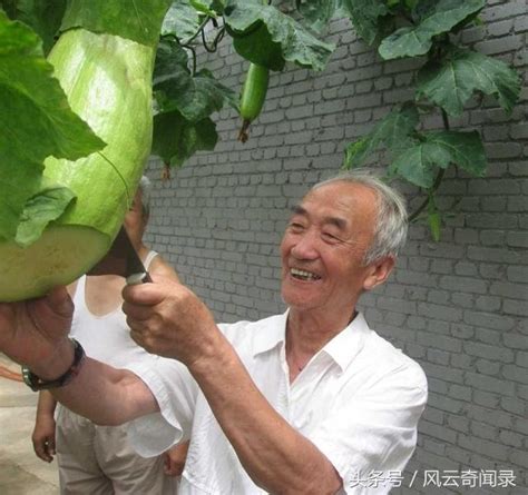 神奇的瓜你吃一塊它長一塊永遠吃不完 每日頭條