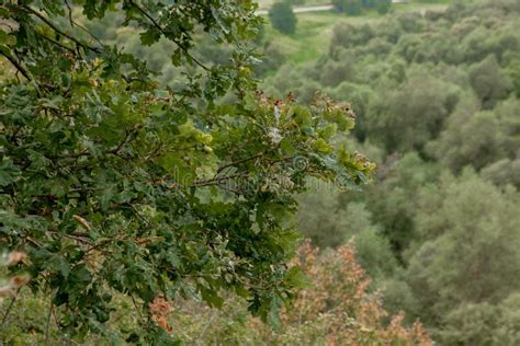 Jonge Twijgen Van Eik Met Eikels Na Een Regen Door Een Groot Plan Op