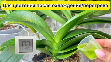 Пора ВЕРНУТЬ орхидеи в тепло и ВЫРАСТУТ ЦВЕТОНОСЫ орхидеи Полив удобрением на цветение орхидей
