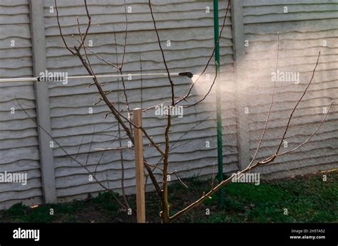 Seasonal Treatment Of Fruit Trees With Drugs Against Insects And Garden Diseases Garden Works