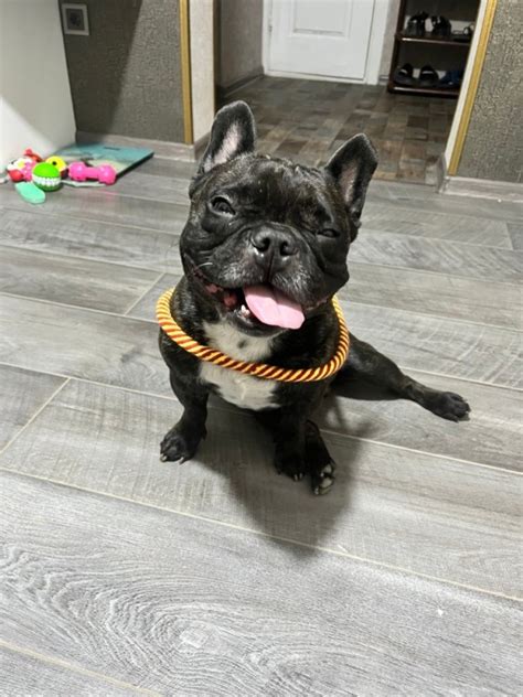 Создать мем французский бульдог подпалый окрас собака французский бульдог порода французский