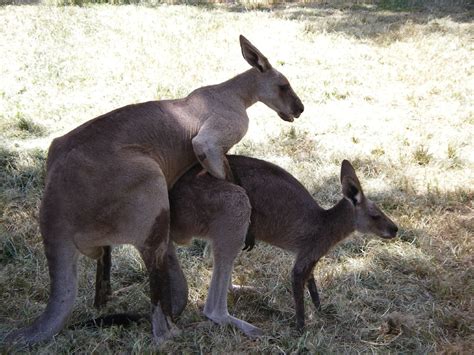 Kangaroo Lovemaking