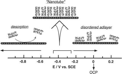 Representation Of The Adsorption Of β Cyclodextrin As A Function Of Download Scientific Diagram