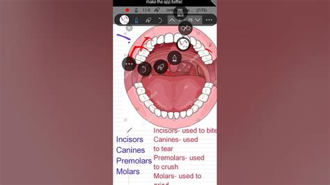 Teeth And Microbes Part 1 Chapter 2 Science Youtube