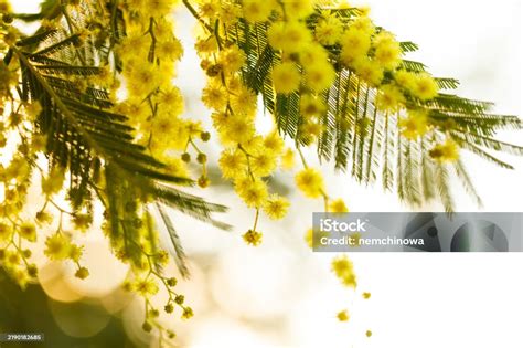 은색 와틀 나무 가지에 피는 미모사 봄 꽃 흐릿한 보케 배경을 배경으로 노란색 푹신한 공과 녹색 잎에 초점을 맞춥니다 0명에 대한 스톡 사진 및 기타 이미지 Istock