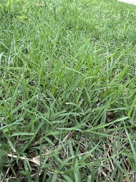 Grass Identification Rlawncare