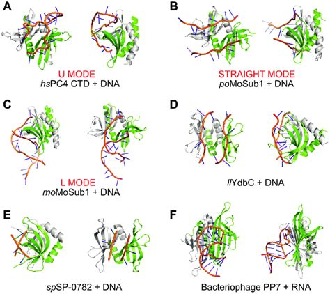 Dnarna Binding By Type Ii Pc4 Like Fold Proteins The Coordinates Are Download Scientific