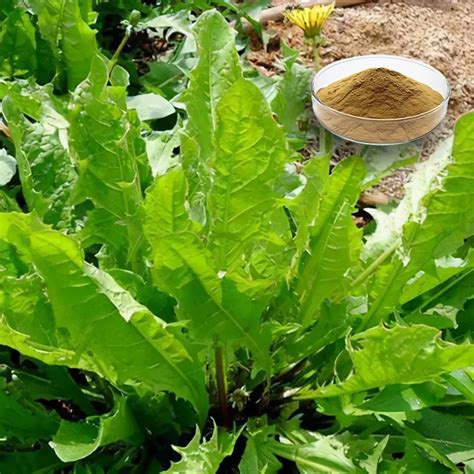 How Can The Efficacy Of Dandelion Leaf Extract Be Extended To Hair And Vitality