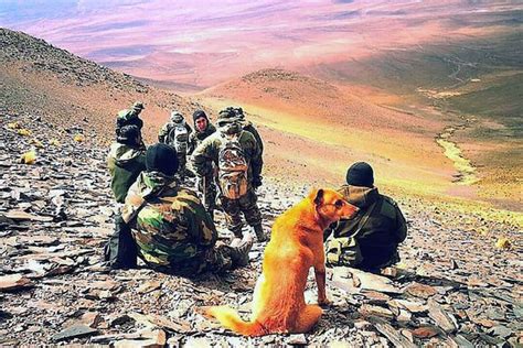 La Conmovedora Historia De Tom El Perro Callejero Que Murió En Malvinas La Nacion