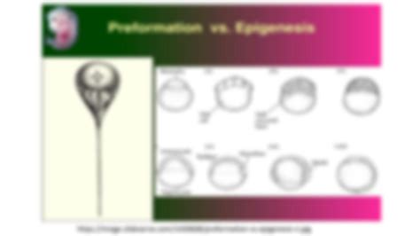 Solution Lecture1 Descriptiveembryology Studypool
