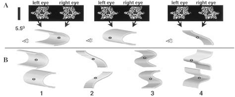 Figure 1 From Macaque Inferior Temporal Neurons Are Selective For