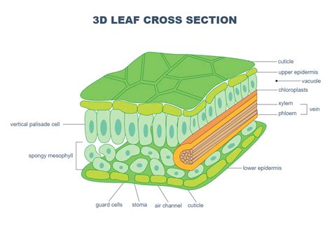 Leaf Cuticle Cross Section