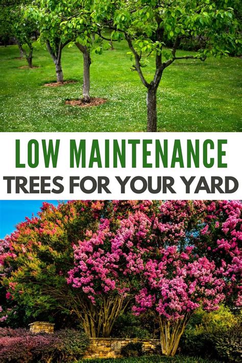 Low Maintenance Trees