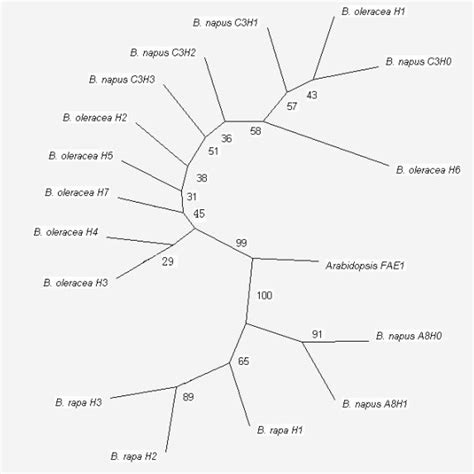 Phylogenetic Tree Constructed Using Phylip 3 68 Software With Download Scientific Diagram
