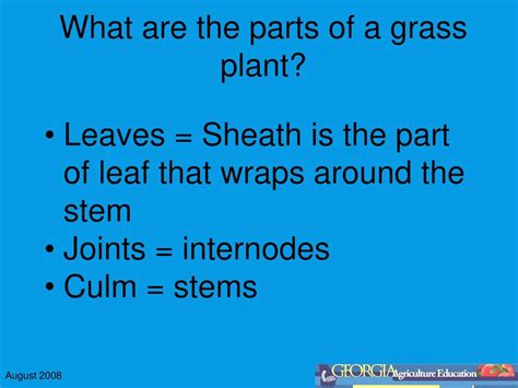 Grass Plant Parts At Ninfa Brown Blog