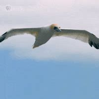 Birds Flying 
