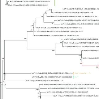 The Maximum Likelihood Phylogeny Based On The Full Length Genome Download Scientific Diagram