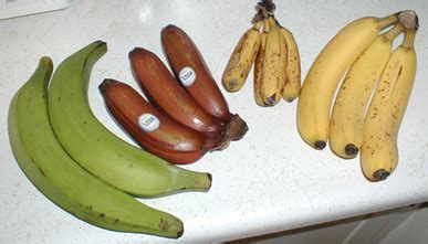 List Of Banana Cultivars Wikipedia