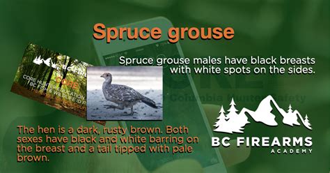 Cartridge Firing Sequence