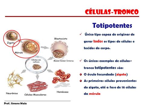 Células Tronco Totipotentes Anatomia Sistêmica