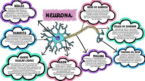 Mapa Mental De La Neurona Sus Partes Y Funciones Personas Hechas De Maceta De Flores