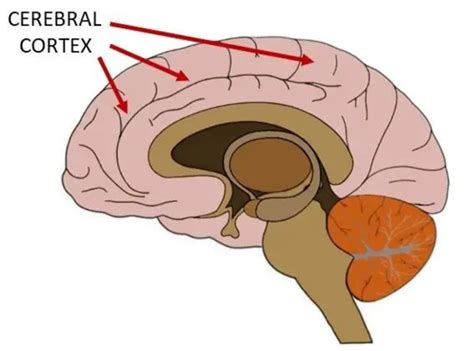 Cerebral Cortex Neuromechanics Of Human Movement For Learners By Learners