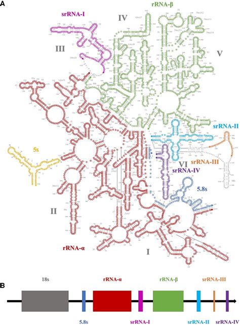 Nonstandard Rnarna Interactions Likely Enhance Folding And Stability