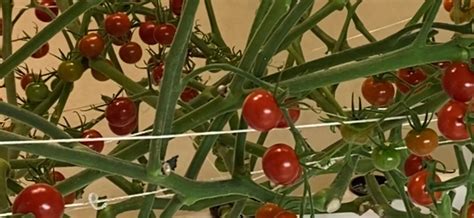 Ultimate Grow Machine