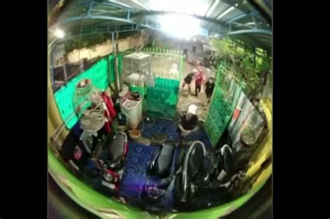 Serang Rumah Warga 6 Preman Cilik Tak Berkutik Saat Ditangkap