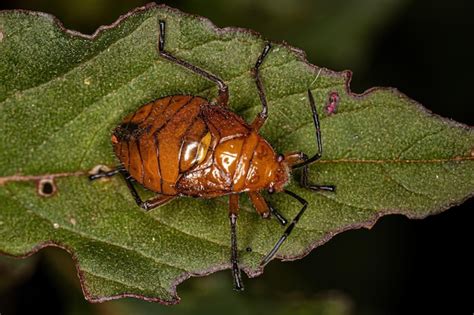 Premium Photo Bordered Plant Bug Nymph