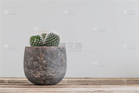 仙人掌在锅